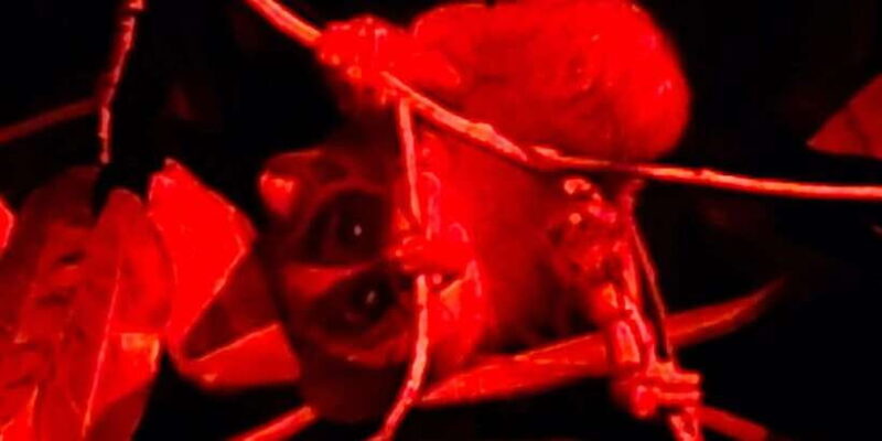 Night Hike to see Elusive & Rare Loris in Sigiriya - What Makes This Night Hike Special?