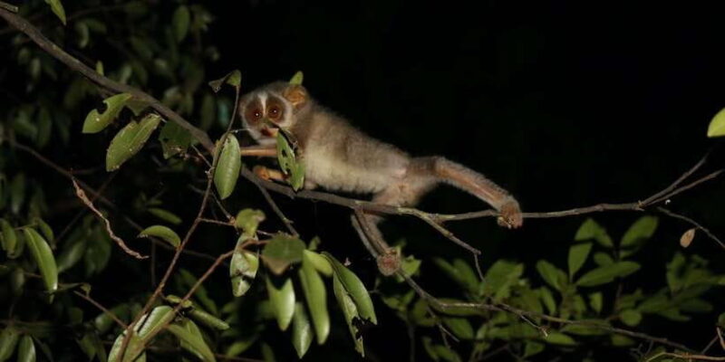 Night Hike to see Elusive & Rare Loris in Sigiriya - A Typical Itinerary Breakdown