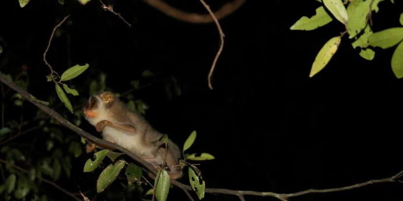 Night Hike to see Elusive & Rare Loris in Sigiriya - Authentic Experiences and Real Reviews