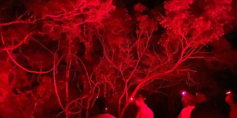 Night Hike to see Elusive & Rare Loris in Sigiriya - Who Should Consider This Experience?