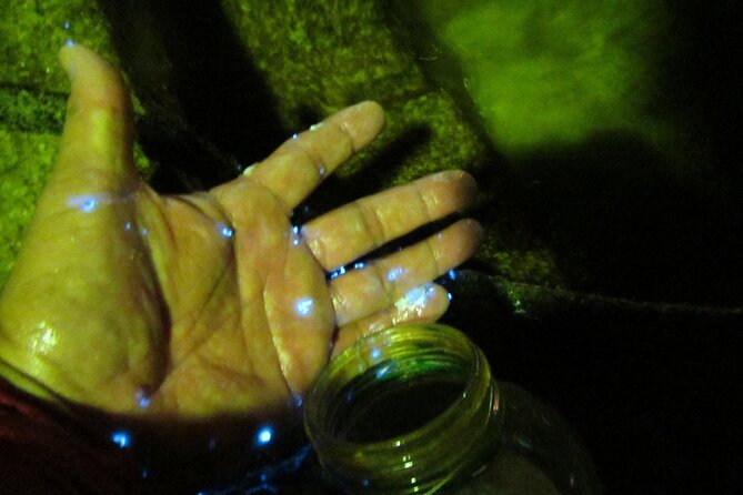 Night Kayak Tour Relax Under the Natural Glow of Sea Fireflies - Inclusions