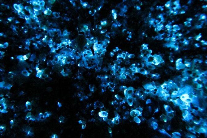 Night Kayak Tour Relax Under the Natural Glow of Sea Fireflies - Experience the Natural Glow of Sea Fireflies