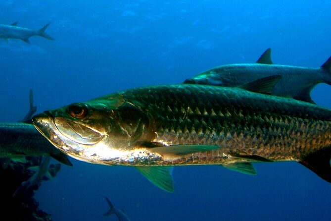 Night Kayak Tour St. John - Westin Resort - What to Expect: A Detailed Look at the Tour
