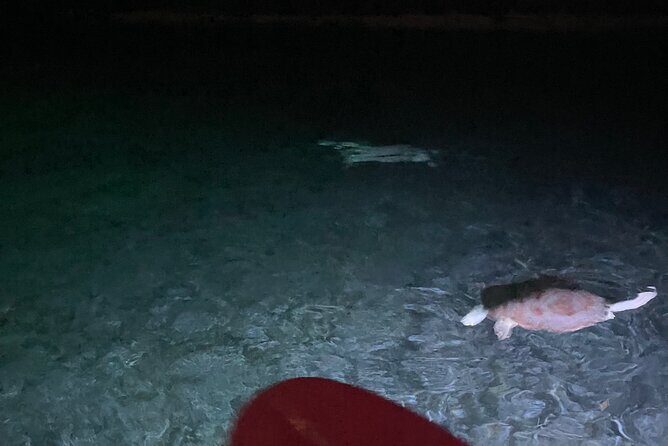 Night Kayaking with Liquid Glow - An In-Depth Look at Night Kayaking with Liquid Glow