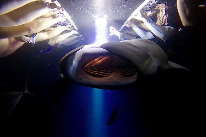 Night Manta Ray Experience - An In-Depth Look at the Night Manta Ray Experience