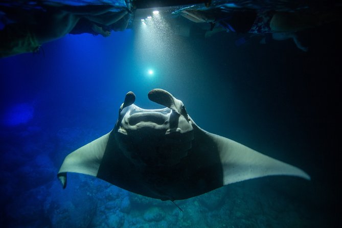 Night Manta Ray Experience - FAQ