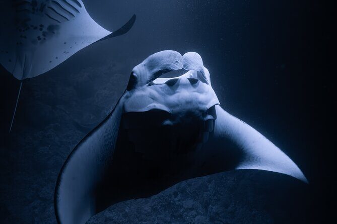 Night Manta Ray Snorkel with Videos - An In-Depth Look at the Night Manta Ray Snorkel Tour