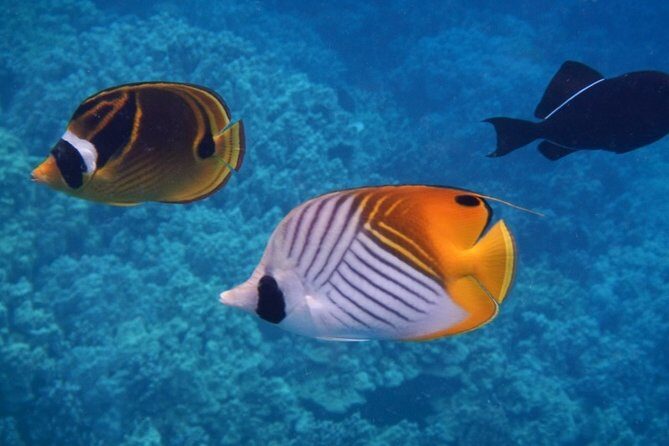 Night Manta Ray Tour | Departs from Keauhou Bay - Night Manta Ray Tour | Departs from Keauhou Bay