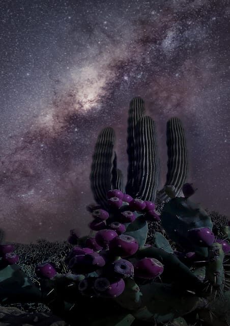 Night of stars in the Tabernas Desert - A Closer Look at the Experience