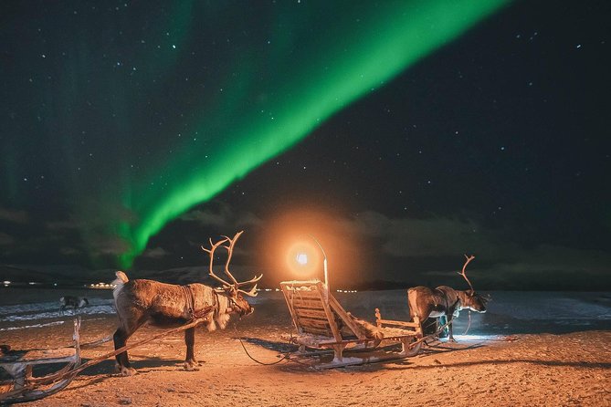 Night Reindeer Sledding With Camp Dinner and Chance of Northern Lights - The Thrill of Reindeer Sledding