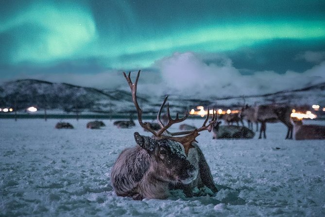 Night Reindeer Sledding With Camp Dinner and Chance of Northern Lights - The Allure of the Northern Lights
