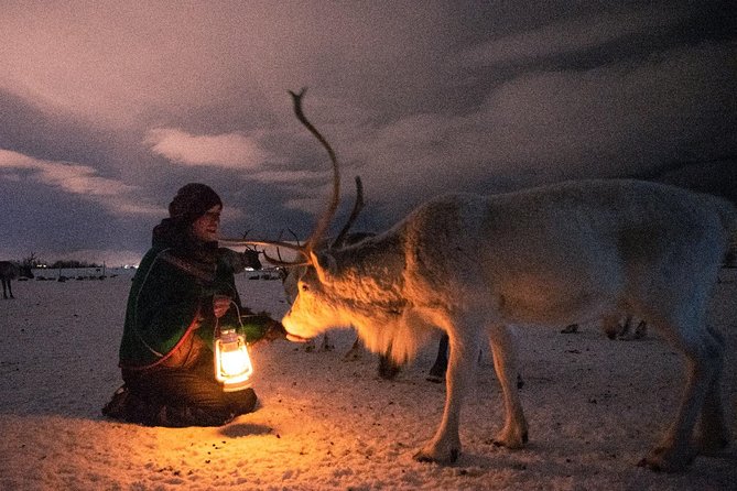 Night Reindeer Sledding With Camp Dinner and Chance of Northern Lights - What to Expect on Your Adventure