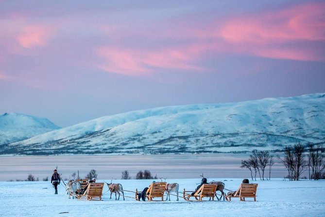 Night Reindeer Sledding With Camp Dinner and Chance of Northern Lights - Tips for an Unforgettable Experience