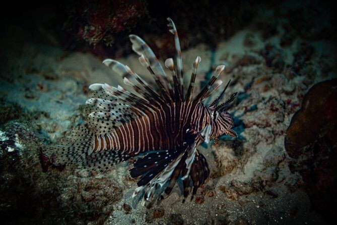 Night Shore Diving Mangel Halto Aruba for Certified Divers - What You Can Expect During the Dive