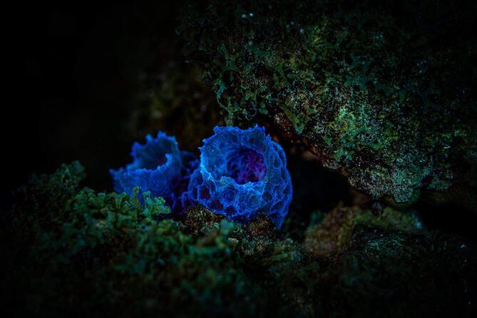 Night Shore Diving Mangel Halto Aruba for Certified Divers - Authentic Experiences and Authenticity