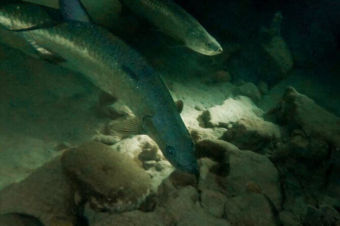 Night Snorkeling Adventure - An Inside Look at the Bonaire Night Snorkeling Adventure