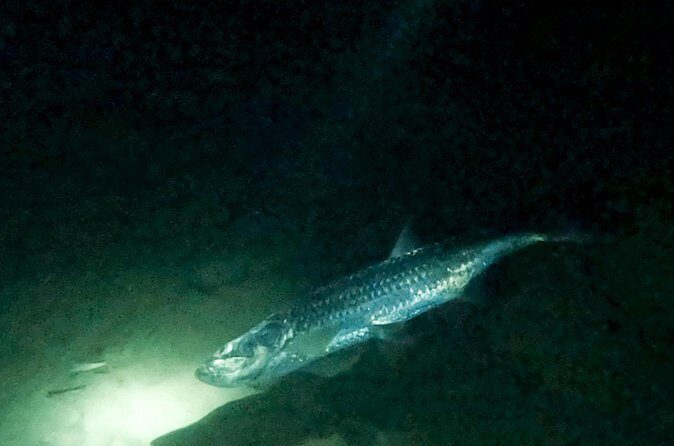 Night Snorkeling Adventure - The Sum Up: Who Should Consider This Tour?