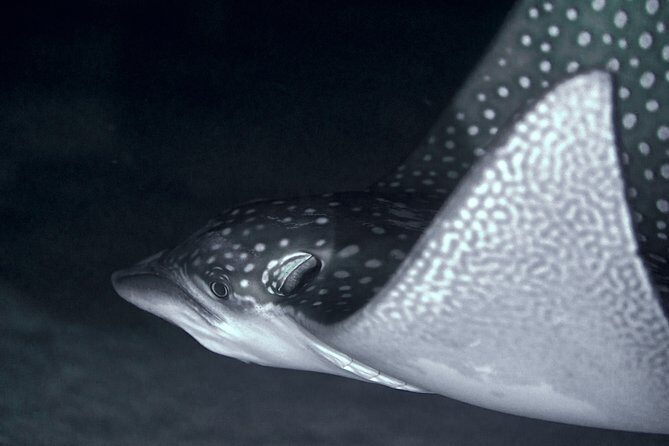 Night Snorkeling - Key Points