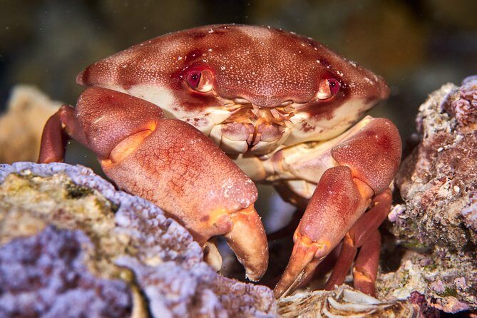 Night Snorkeling - An In-Depth Look at the Night Snorkeling Experience