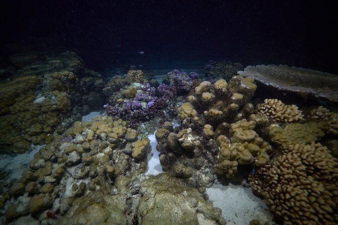 Night Snorkeling - The Sum Up
