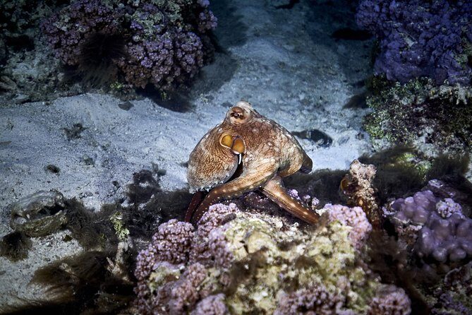 Night Snorkeling - FAQ