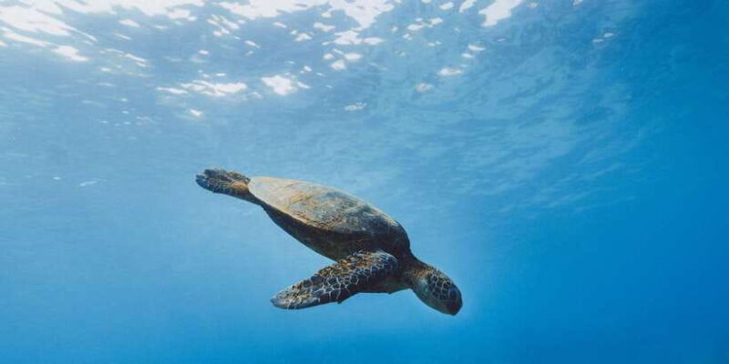 Night Snorkeling in Mirissa - Key Points