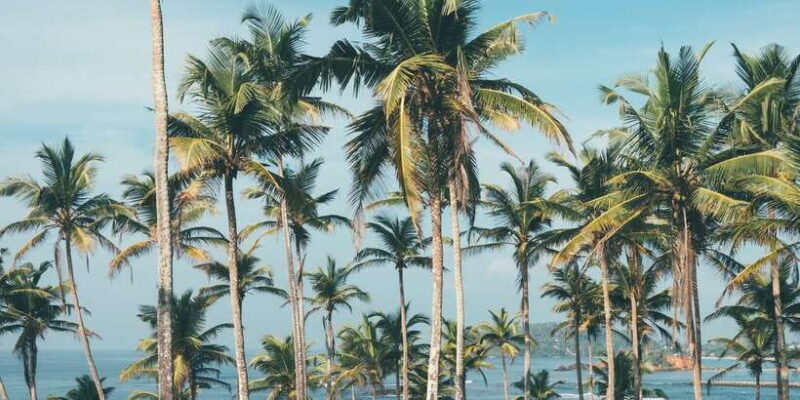 Night Snorkeling in Mirissa - The Sum Up