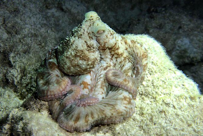Night Snorkeling - Observation of octopus and other species - Why This Tour Offers Great Value