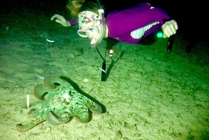 Night Snorkeling - Observation of octopus and other species - Who Will Love This Tour?