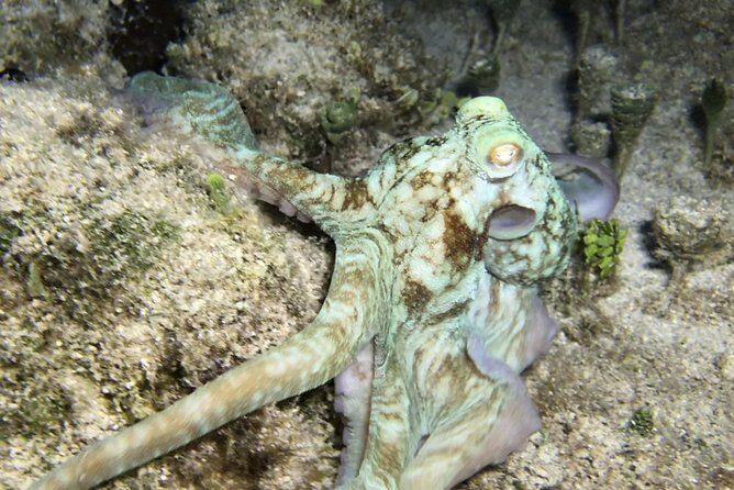 Night Snorkeling - Observation of octopus and other species - Final Thoughts