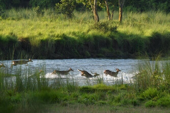 Night Stay in Chitwan National Park, 2 Nights 3 Days Package - Practical Tips for Your Trip