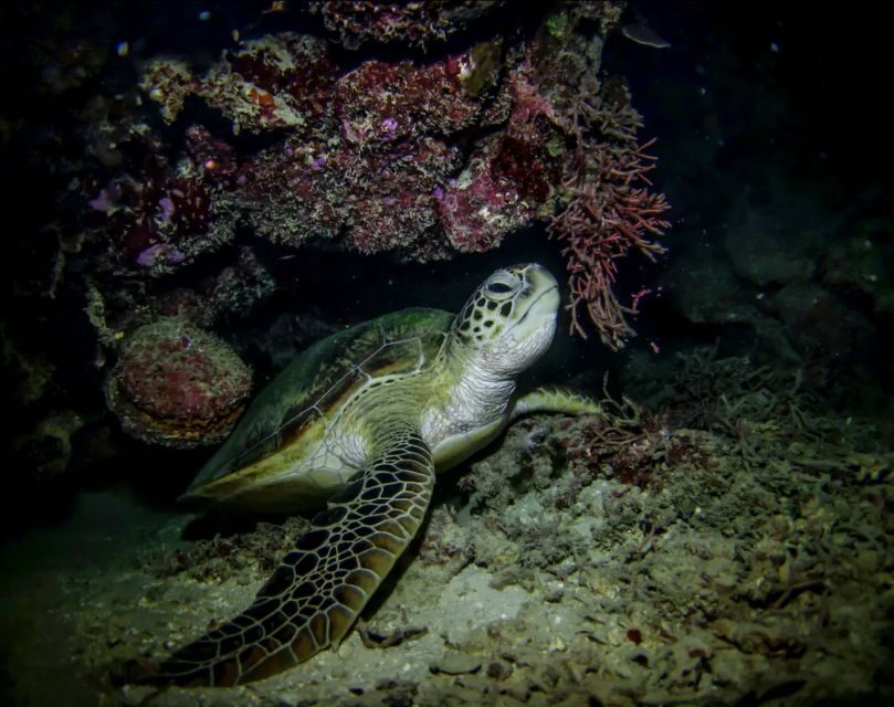 Night Time Snorkel At Turtle Town With Lights And Stars - Final Thoughts