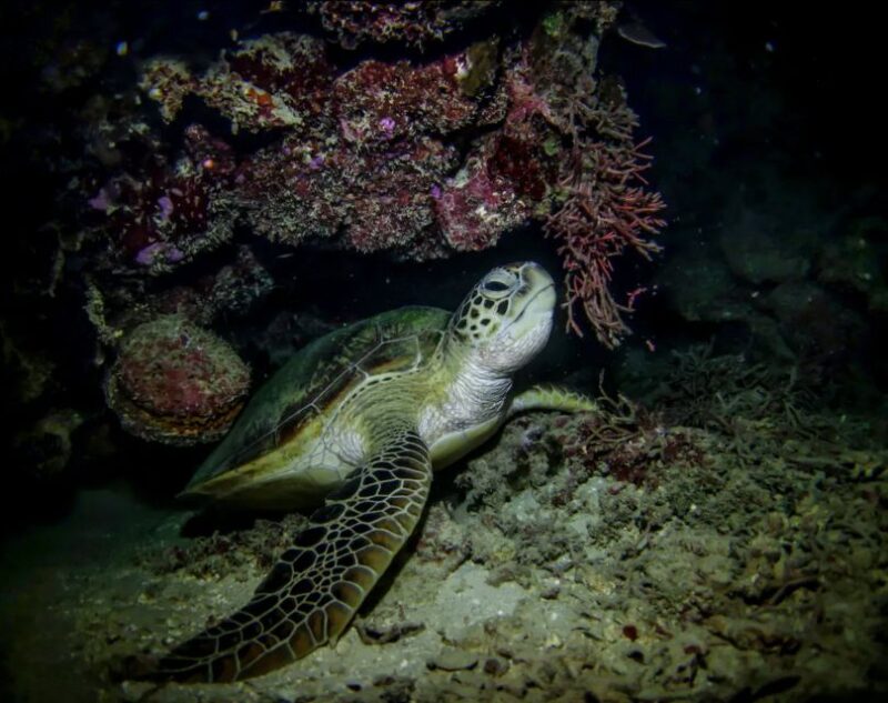 Night Time Snorkel At Turtle Town With Lights And Stars - Practical Details: Logistics, Timing, and Cost