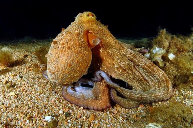 Night-Time Snorkel at Turtletown With Stars, Lights, and Photos - What to Expect During Your Tour