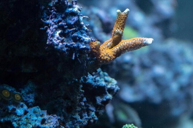 Night-Time Snorkel at Turtletown With Stars, Lights, and Photos - Capturing Memories: Photo Opportunities