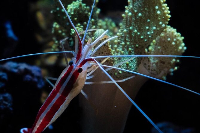 Night-Time Snorkel at Turtletown With Stars, Lights, and Photos - Frequently Asked Questions