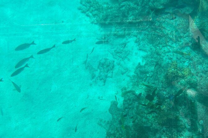 Night Tour Glass Bottom Boat in Islamorada - Review Highlights: Authentic Perspectives