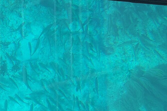 Night Tour Glass Bottom Boat in Islamorada - The Sum Up