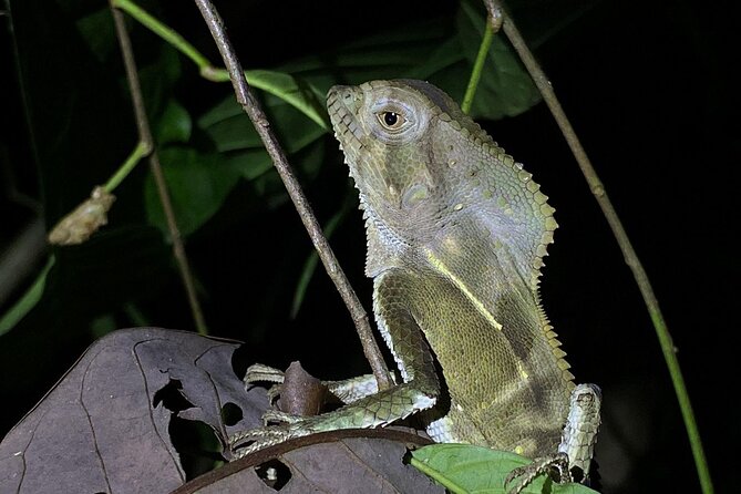 Night Tour Guided Experience Uvita - Included Amenities