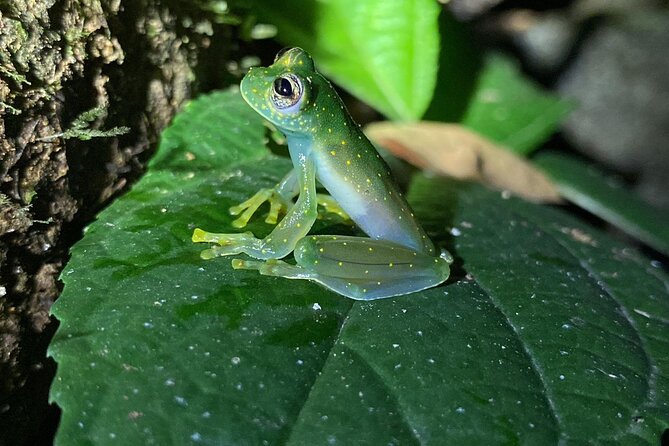 Night Tour Guided Experience Uvita - Exploring Nocturnal Wildlife