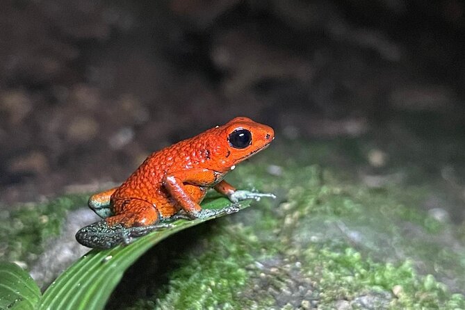 Night Tour Guided Experience Uvita - Engaging and Informative Guides