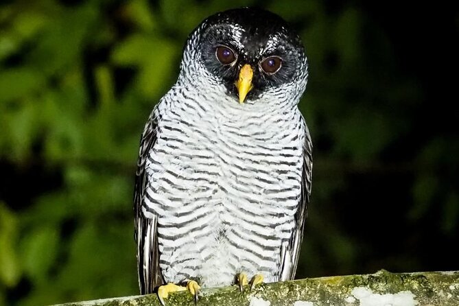 Night Tour Guided Experience Uvita - Accessibility and Participation