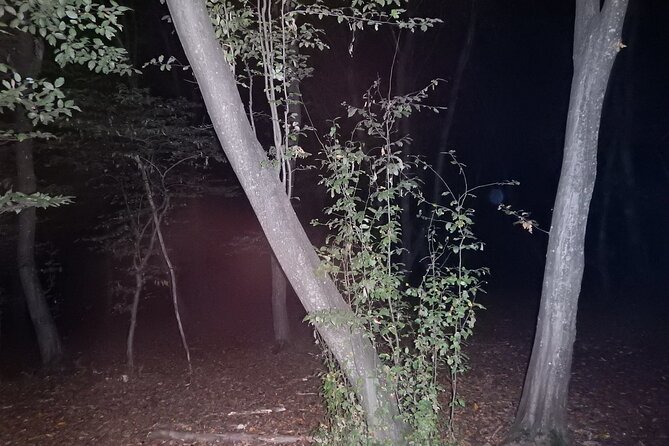 Night Tour in Hoia Baciu Forest - Highlights From Traveler Reviews