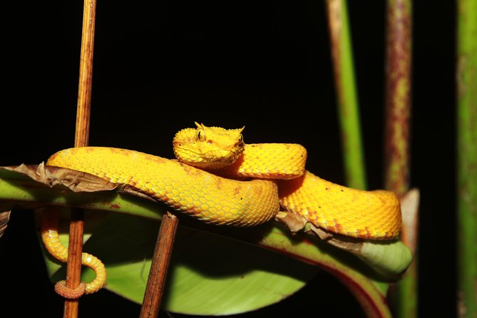 Night Walk Experience at Natura Eco Park, (Frogs Snakes Mammals Insects Birds) - Exploring the Awakening Rainforest