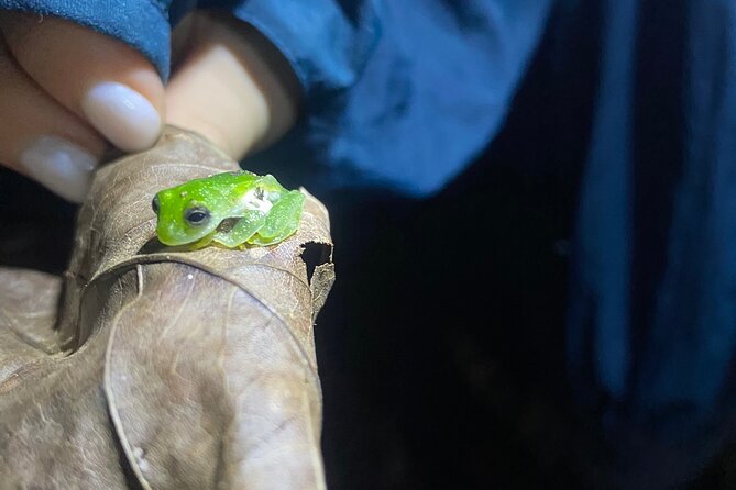 Night Walk Tour and Jungle Dinner in Jaco - Meeting and Pickup Information