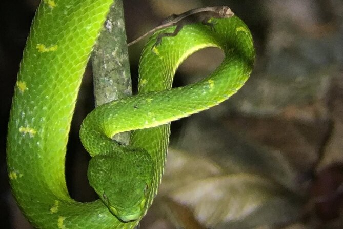 Night Walk Tour Monteverde - Tour Overview