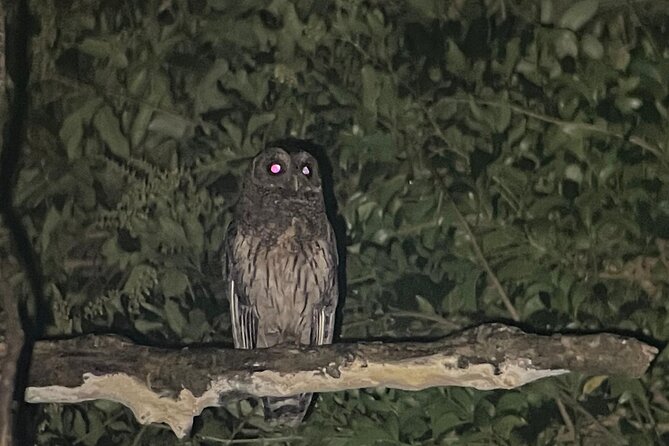 Night Walk Tour Monteverde - Guided Experience