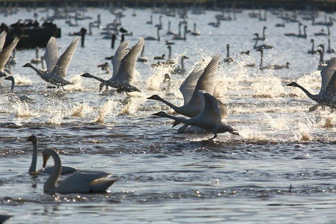 Niigata Full-Day Private Tour With Government-Licensed Guide - Booking Information and Customer Feedback