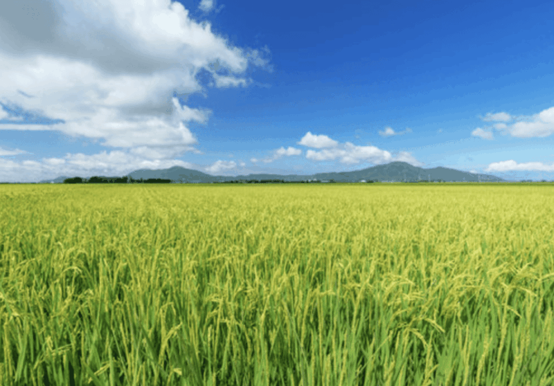 Niigata Private Custom Tour With Local Guide - Guided Experience