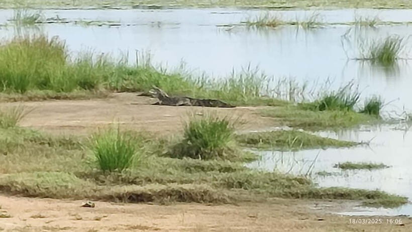 Nilaveli: Crocodile Lake with Lagoon Boat Safari - Why This Tour is Worth Considering